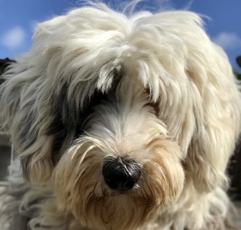 Daily ROUTINE Denford Edge Boarding Kennels daily-routine-denford-edge-boarding-kennels